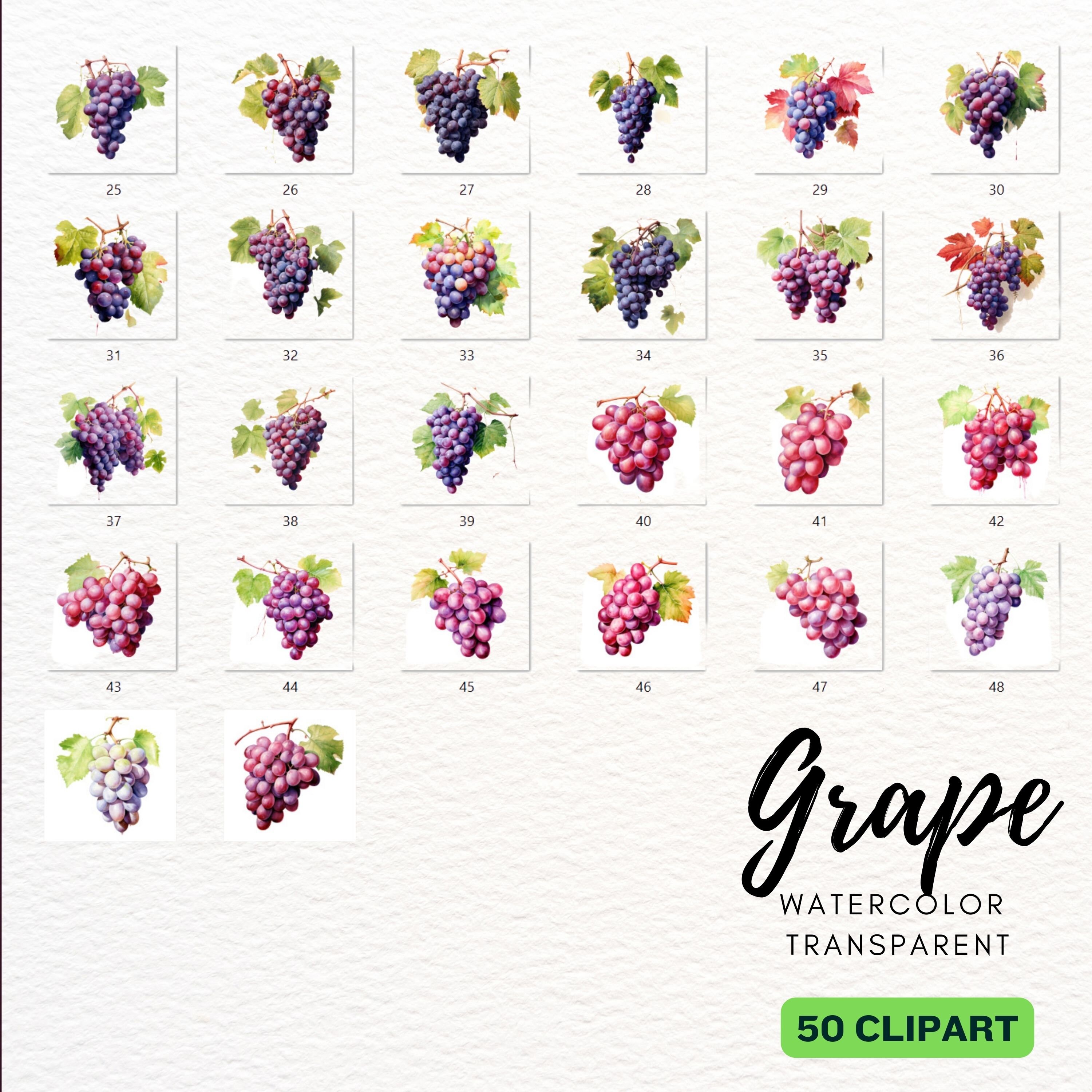 Watercolor Grapes 50 PNG - Digital PNG Transparent Grapes Graphics for ...