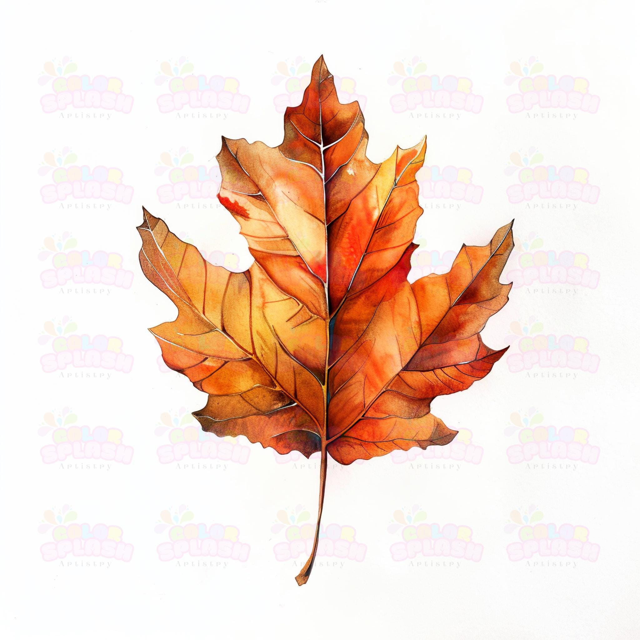 12 Beautiful Maple Leaf Clipart | Autumn Leaves Art for Fall Decor ...