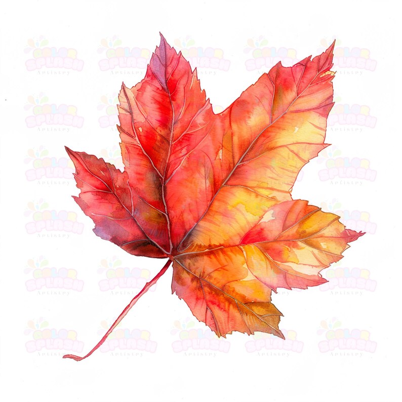 12 Beautiful Maple Leaf Clipart | Autumn Leaves Art for Fall Decor ...