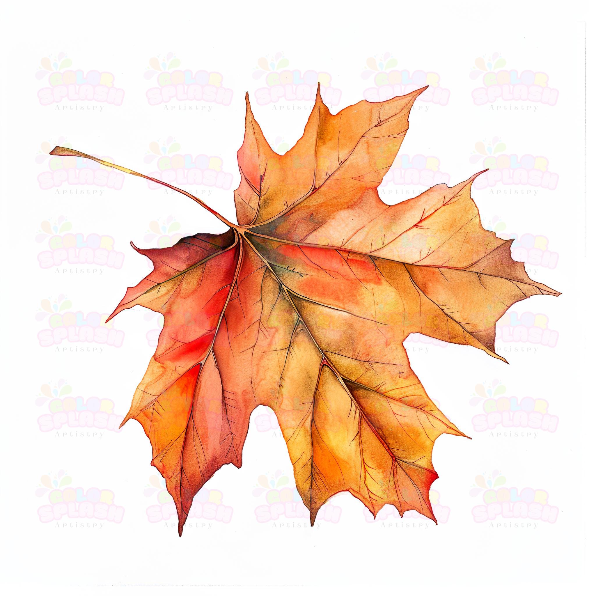 12 Beautiful Maple Leaf Clipart | Autumn Leaves Art for Fall Decor ...