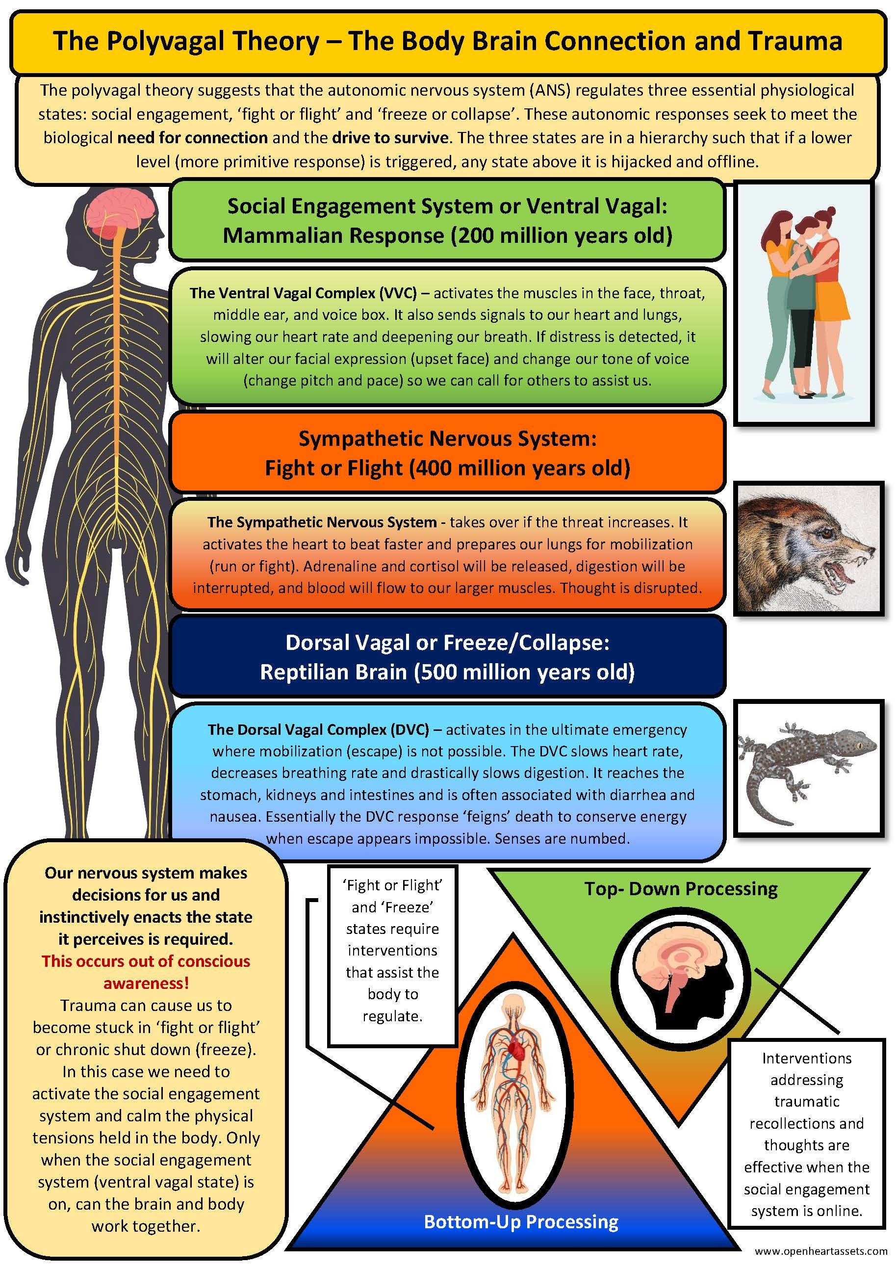 Polyvagal Theory Polyvagal Worksheets Emotional Regulation - Etsy