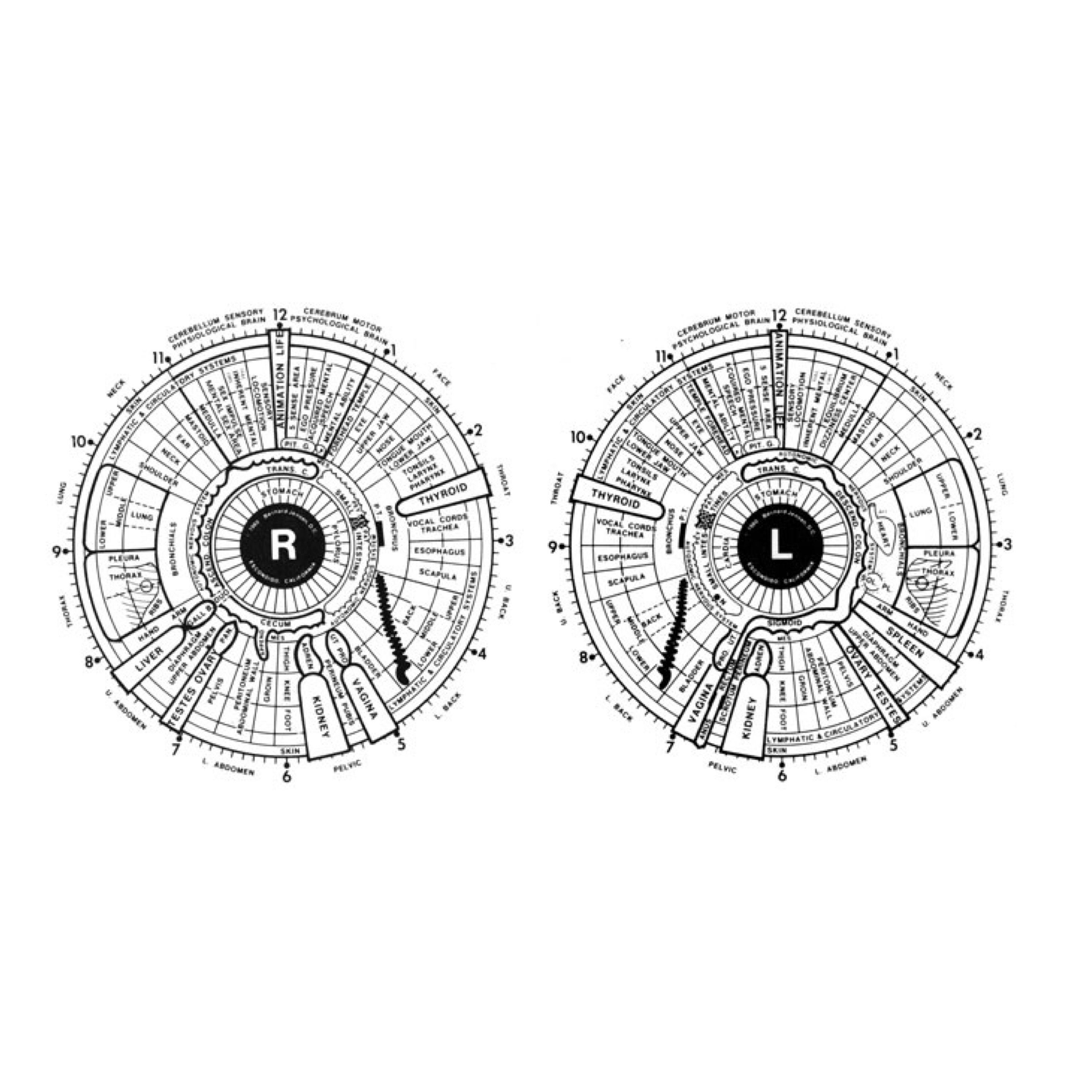 Comprehensive Iridology / Sclerology Reading - Etsy