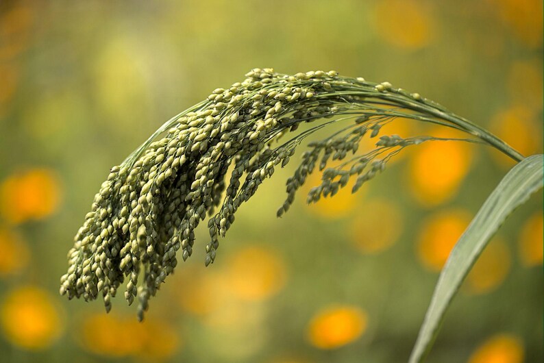 500 Heirloom Grain Seeds -white Proso Millet -forage Crop- Bird Seed ...