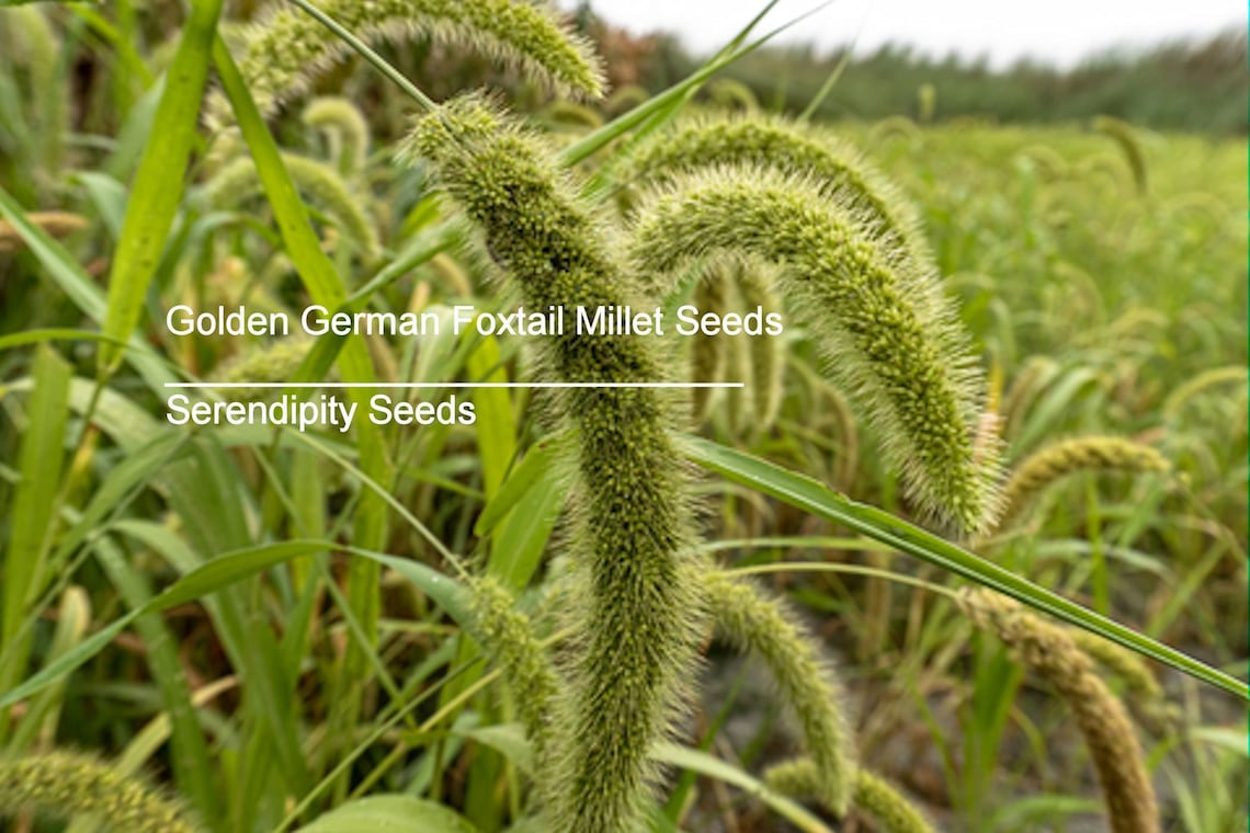 500 Heirloom Organic Grain Seeds - Golden German Foxtail Millet-all ...