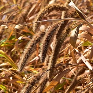 500 Heirloom Organic Grain Seeds - Golden German Foxtail Millet-all ...