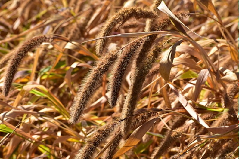 500 Heirloom Organic Grain Seeds - Golden German Foxtail Millet-all ...