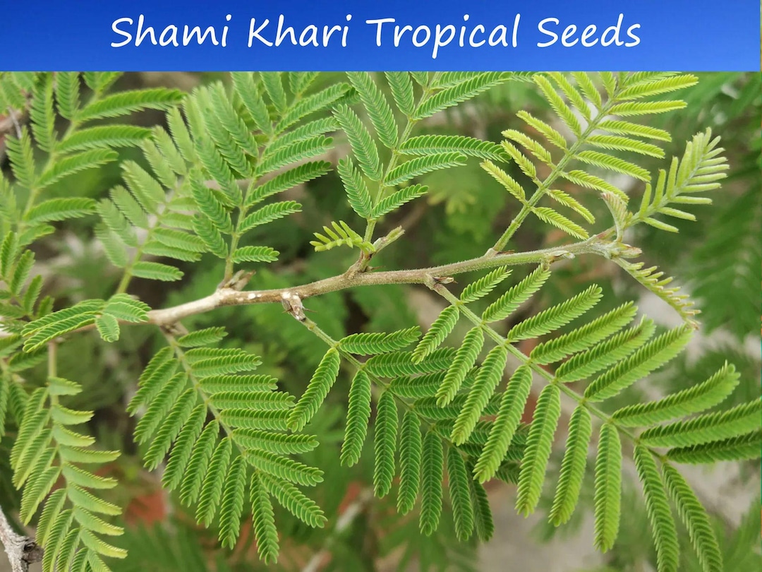 10 Heirloom All Naturaltropical Seeds -shami Khari -prosopis Cineraria ...