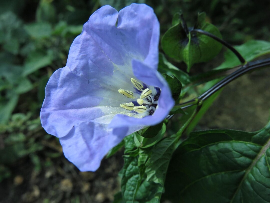 20 Heirloom All Natural Seeds -apple of Peru-shoofly! - Etsy