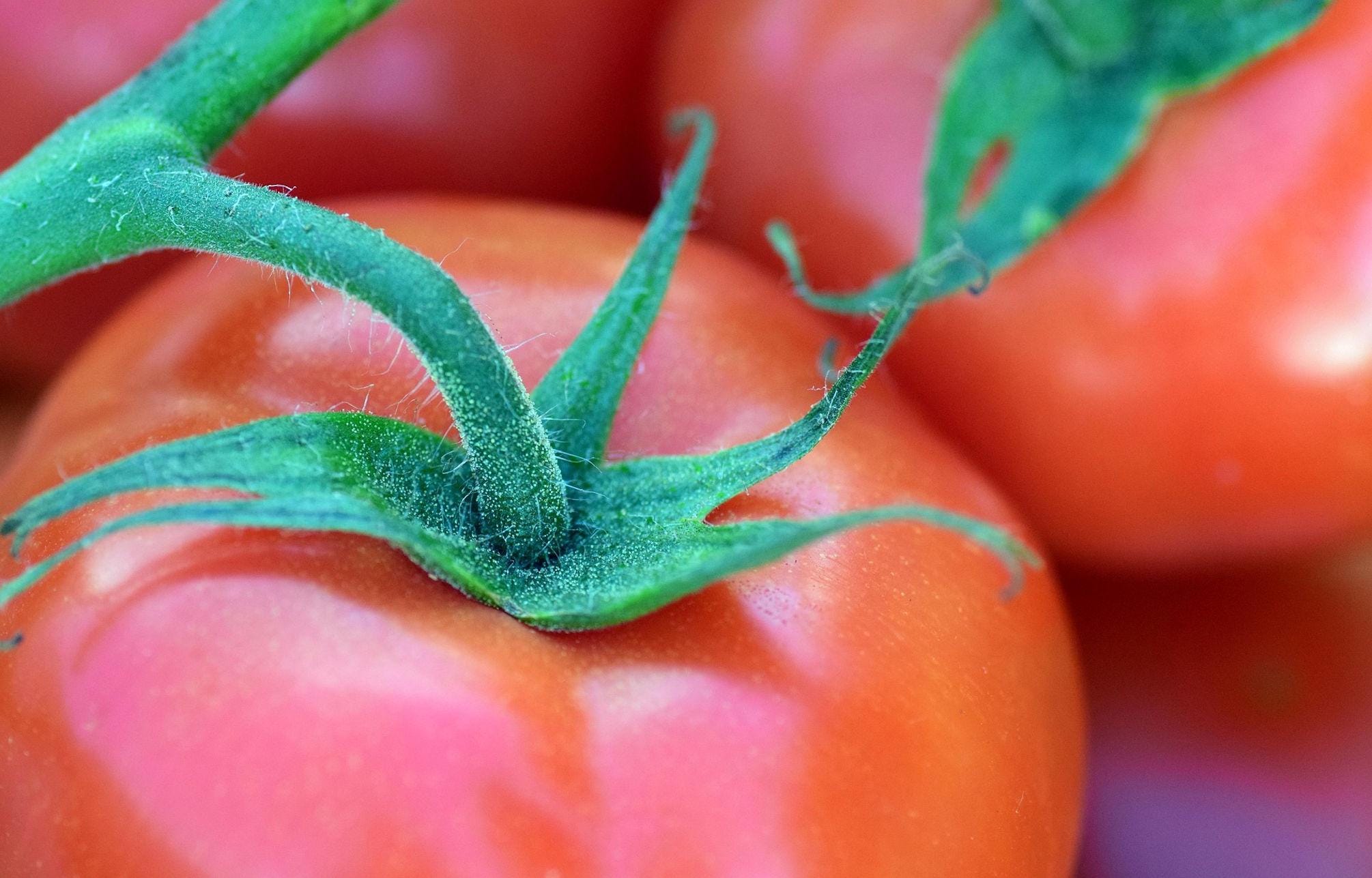 20 Heirloom Tomato Seeds -pink Ponderosa- Germination Tested-save Big ...