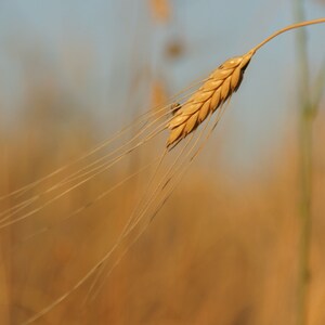50 Seeds -starter Fun Pack - Einkorn - 50 Ancient Heirloom Wheat Seeds ...