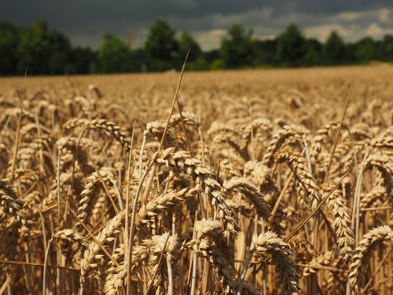 100 Heirloom Wheat Seeds -organic Maris Widgeon - Etsy