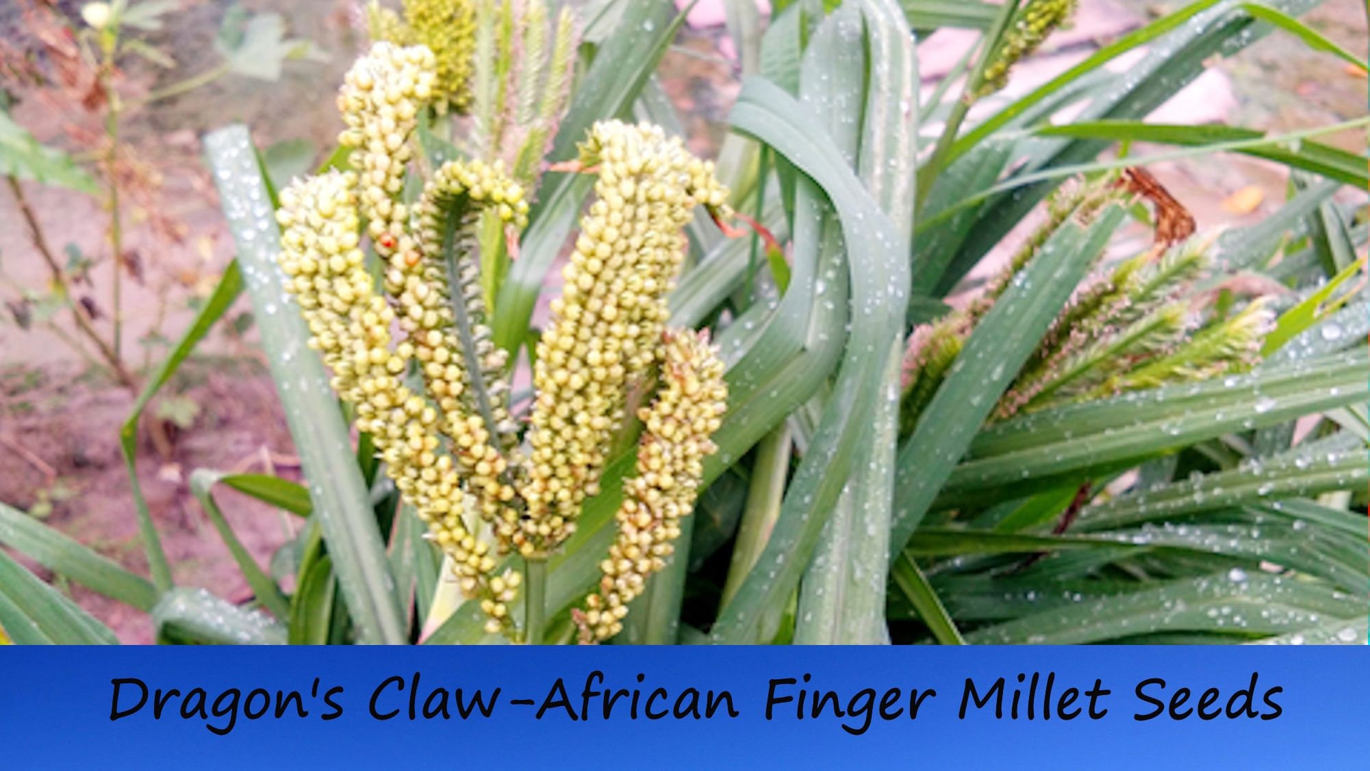 Grain Seeds -50 SEEDS- African Finger Millet - Dragon's Claw - Hard to ...