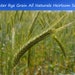 Grain Seeds - Winter Rye -100 Heirloom Seeds -grow Your Own Grain and ...