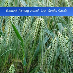 Grain Seeds- -robust Malting Barley- 100 Seeds- Ancient Cereal Grain ...