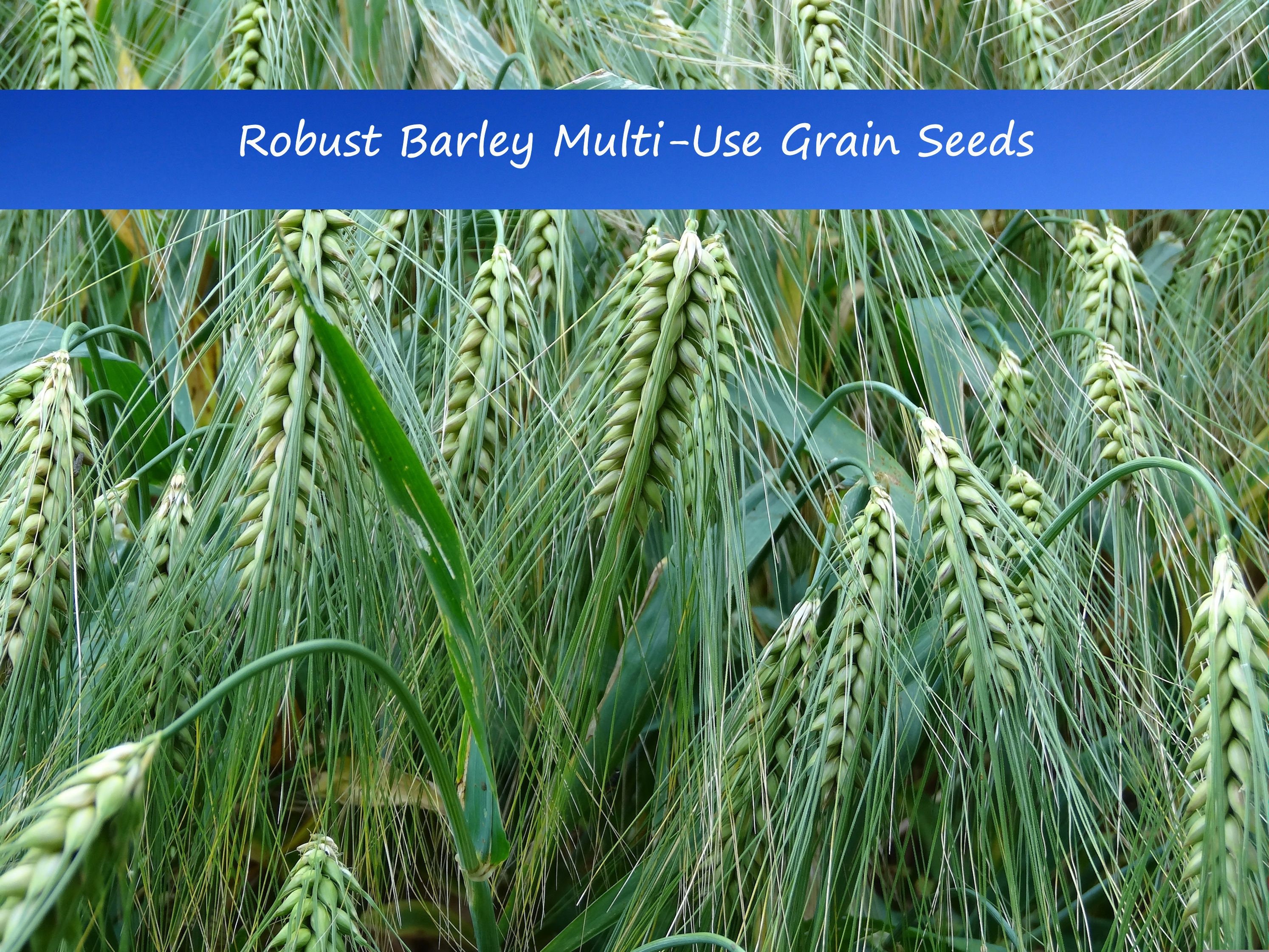 Grain Seeds- -robust Malting Barley- 100 Seeds- Ancient Cereal Grain ...