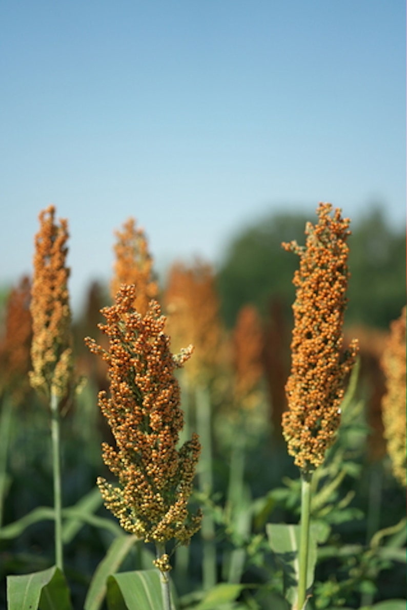 5000 Heirloom Millet Seeds - Japanese or Barnyard Millet - Etsy