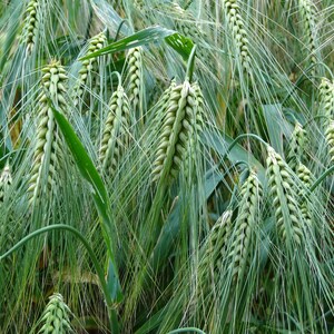 Grain Seeds- -robust Malting Barley- 100 Seeds- Ancient Cereal Grain ...