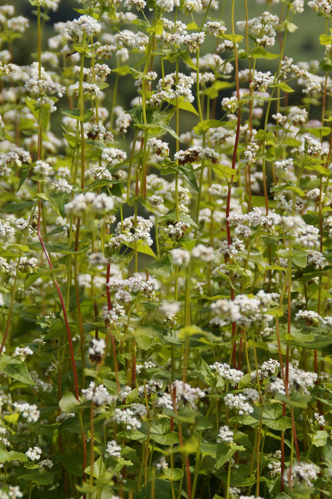 100 Organic Heirloom Buckwheat Seeds - All Zones- Container Grow or ...