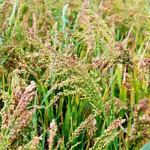 500 Heirloom Grain Seeds -white Proso Millet -forage Crop- Bird Seed ...