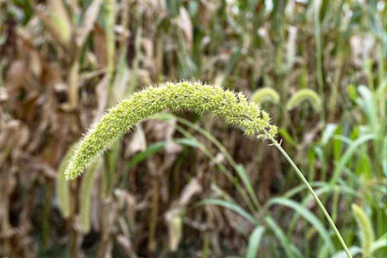 500 Heirloom Organic Grain Seeds - Golden German Foxtail Millet-all ...