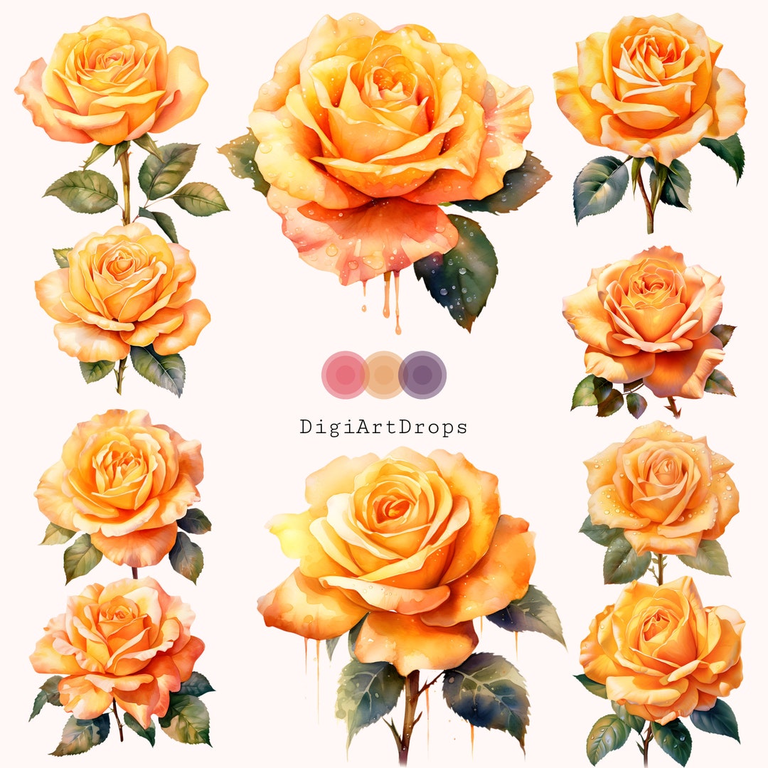 Watercolor Orange Roses Clipart Bundle 10 PNG Digital Download High ...