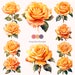 Watercolor Orange Roses Clipart Bundle 10 PNG Digital Download High ...