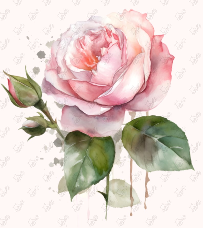 Watercolor Pink Roses Clipart Bundle 10 PNG Digital Download High ...