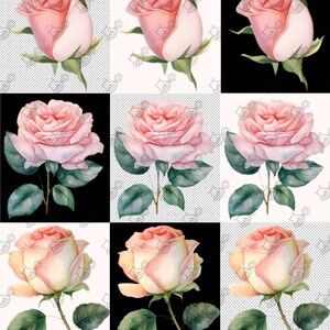Watercolor Pink Roses Clipart Bundle 10 PNG Digital Download High ...