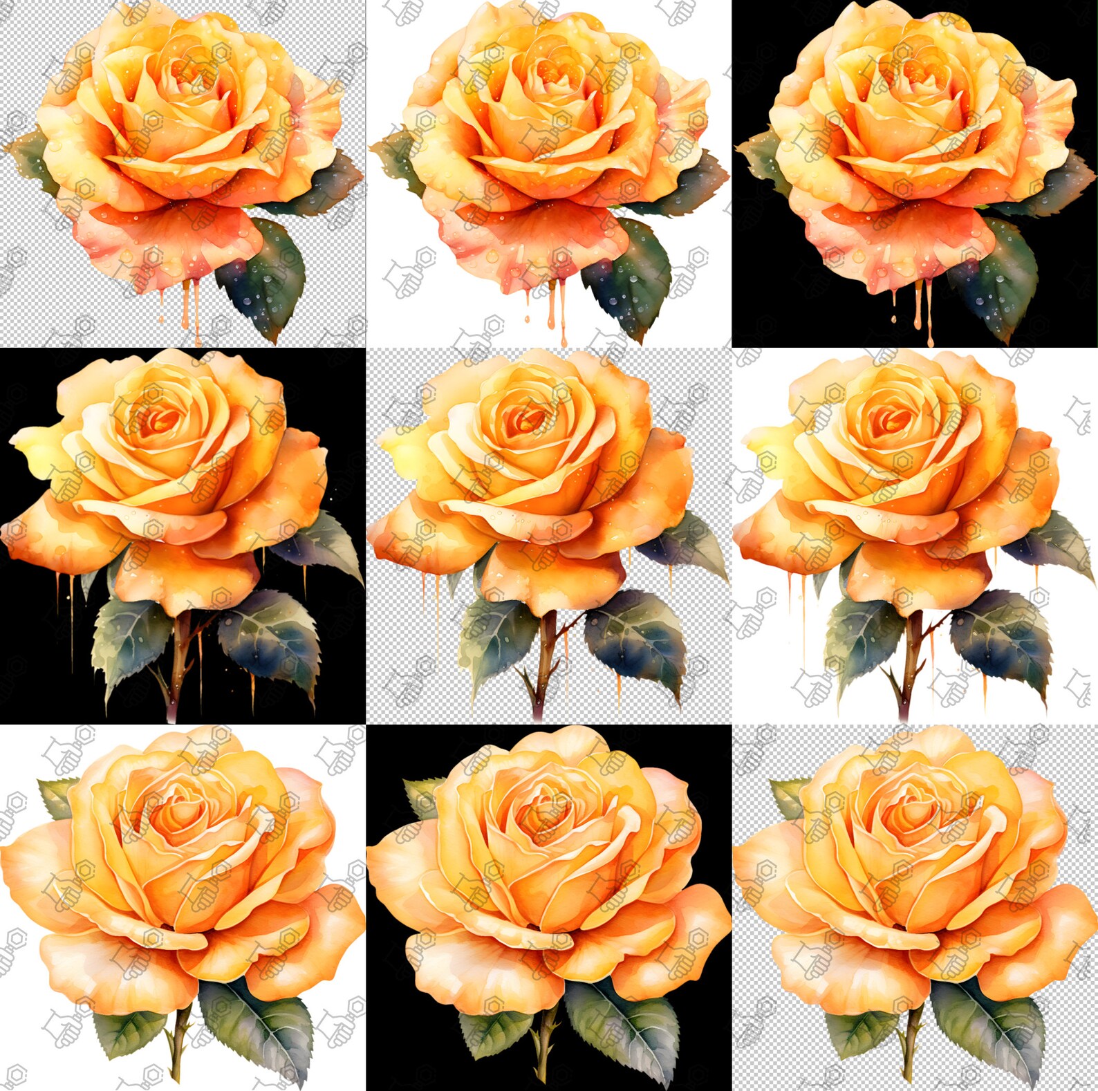 Watercolor Orange Roses Clipart: Commercial Use PNG Bundle (digital ...