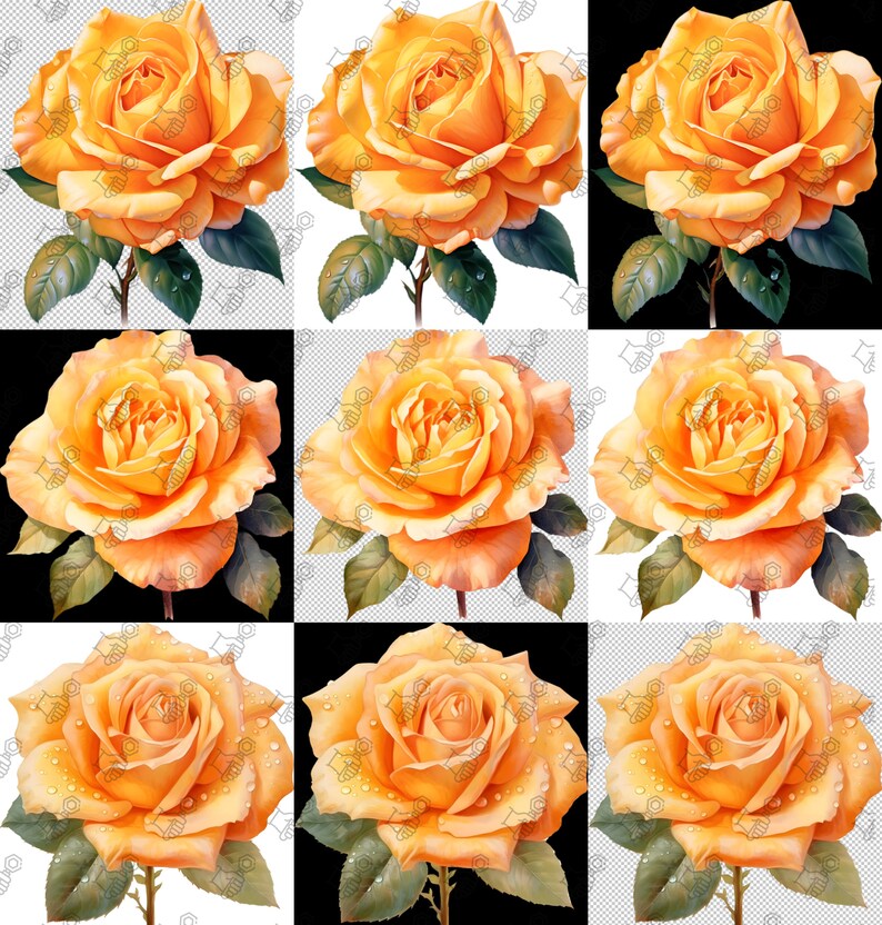 Watercolor Orange Roses Clipart Bundle 10 PNG Digital Download High ...
