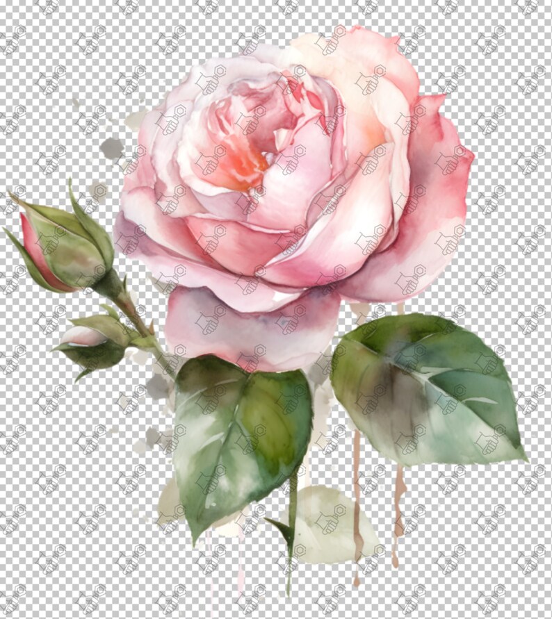 Watercolor Roses, Pink Roses Clipart, Watercolor Flowers, Commercial ...