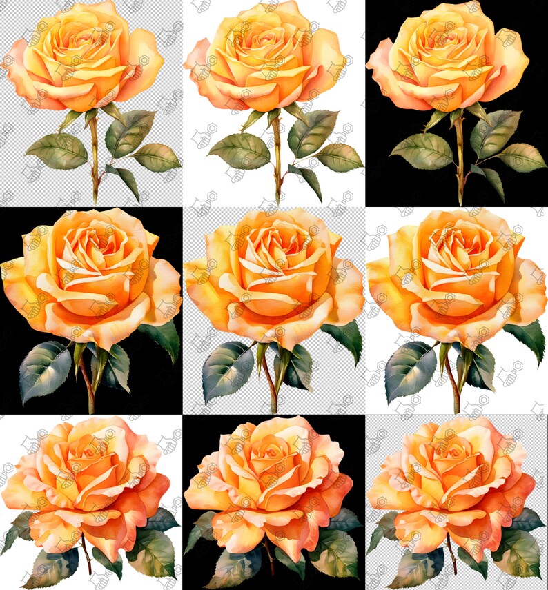 Watercolor Orange Roses Clipart Bundle 10 PNG Digital Download High ...