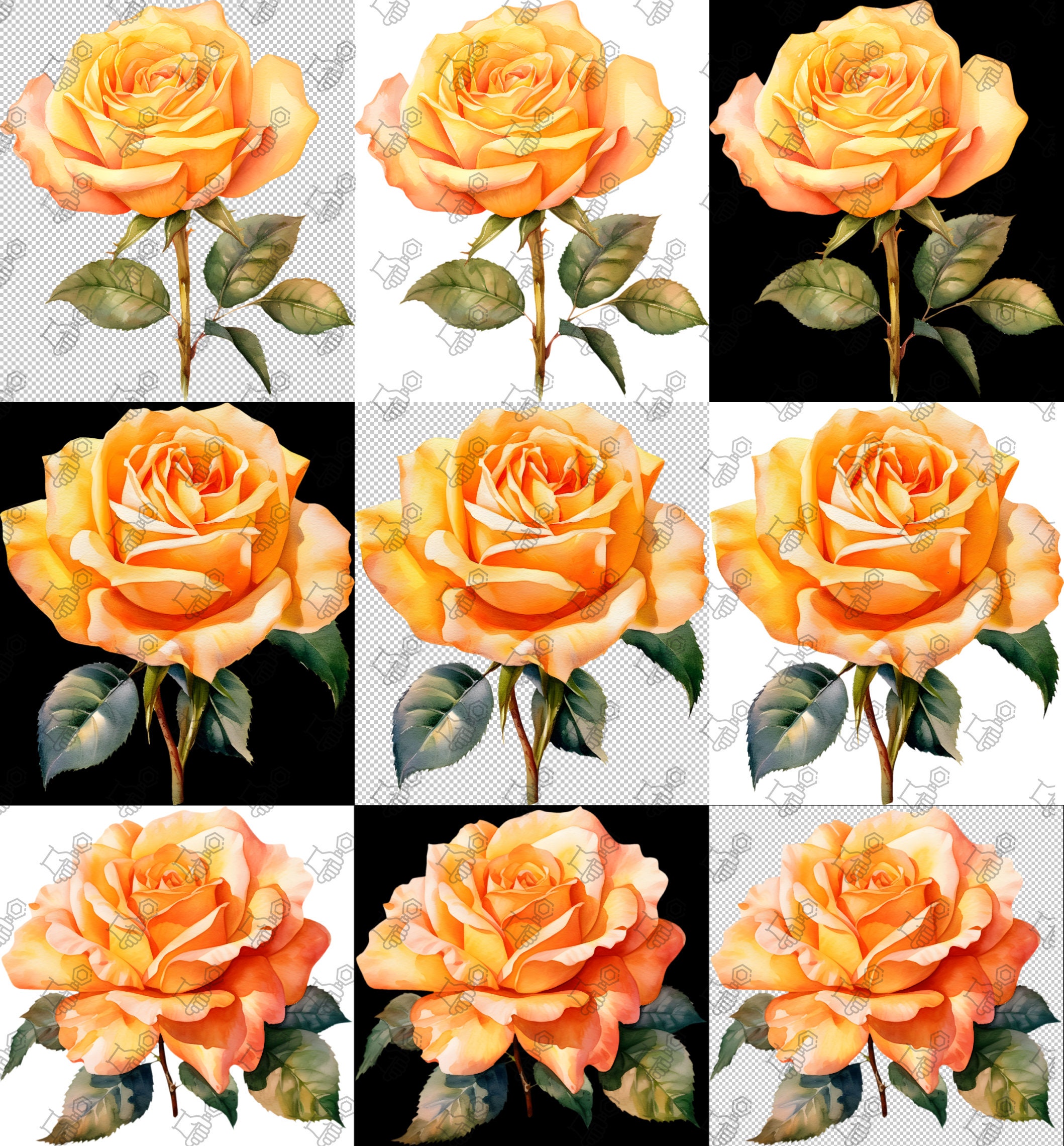 Watercolor Orange Roses Clipart: Commercial Use PNG Bundle (digital ...