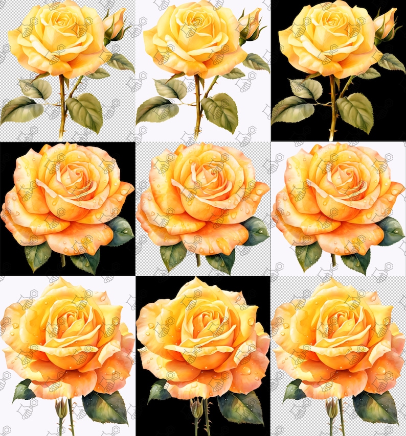 Watercolor Yellow Roses Clipart Bundle 10 PNG Digital Download High ...