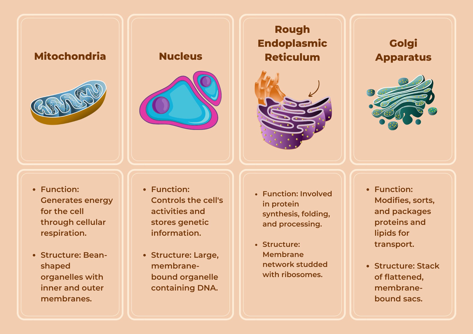 Biology Cell Organelle Flashcards - Etsy