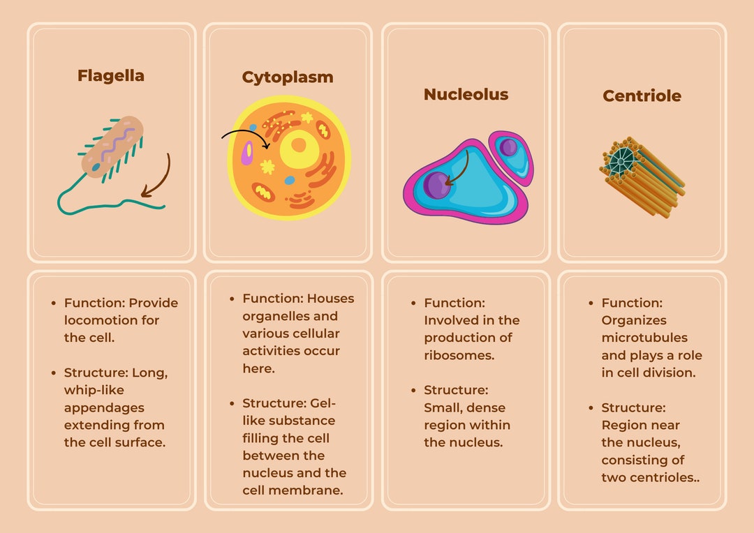 Biology Cell Organelle Flashcards - Etsy