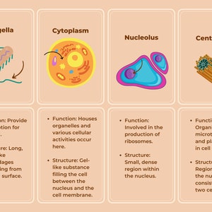 Biology Cell Organelle Flashcards - Etsy