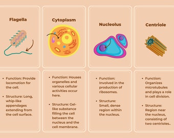 Cell Organelle Flashcards A Level Biology - Etsy