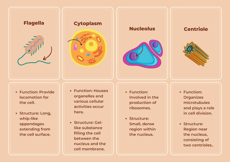 Biology Cell Organelle Flashcards - Etsy