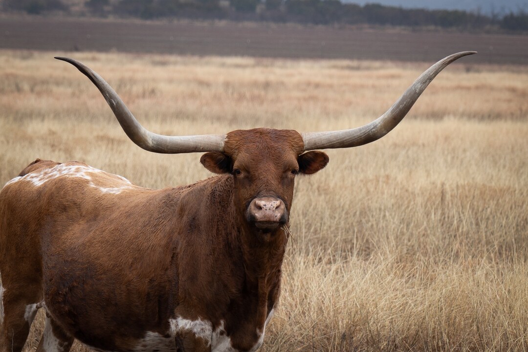 Texas Longhorn - Etsy