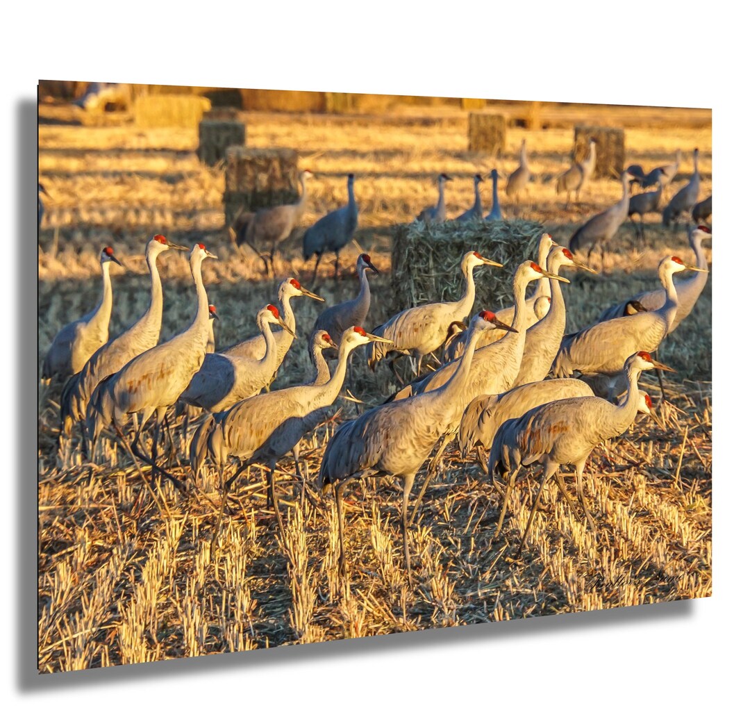 Sandhill Cranes Photo Print, Metal or Acrylic - Etsy