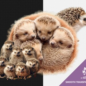 24 PNG Woodland Hedgehogs Clipart Cute and Baby Animal Watercolor ...