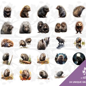 24 PNG Woodland Porcupines Clipart Cute and Baby Animal Watercolor ...