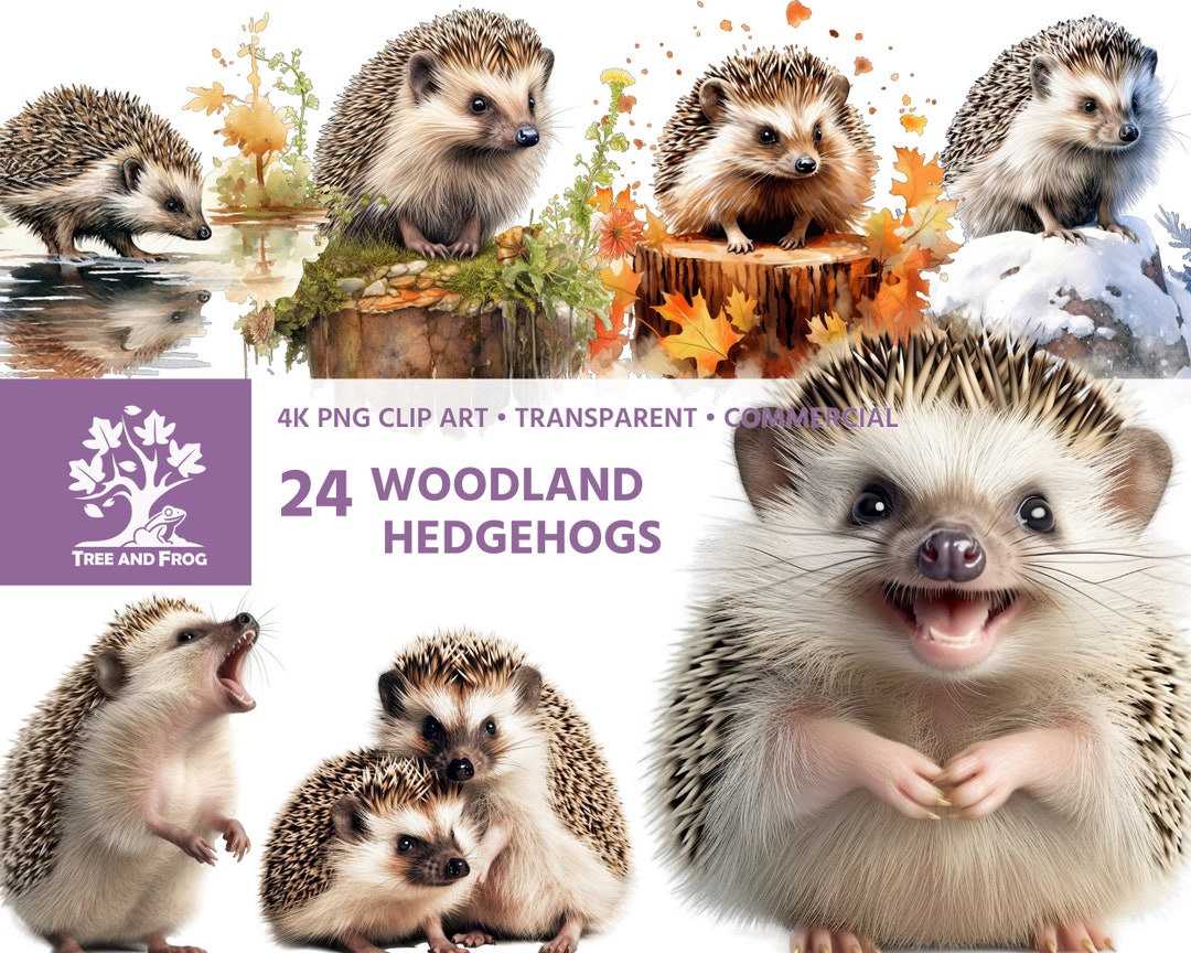 24 PNG Woodland Hedgehogs Clipart Cute and Baby Animal Watercolor ...