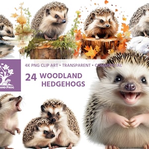 24 PNG Woodland Hedgehogs Clipart Cute and Baby Animal Watercolor ...