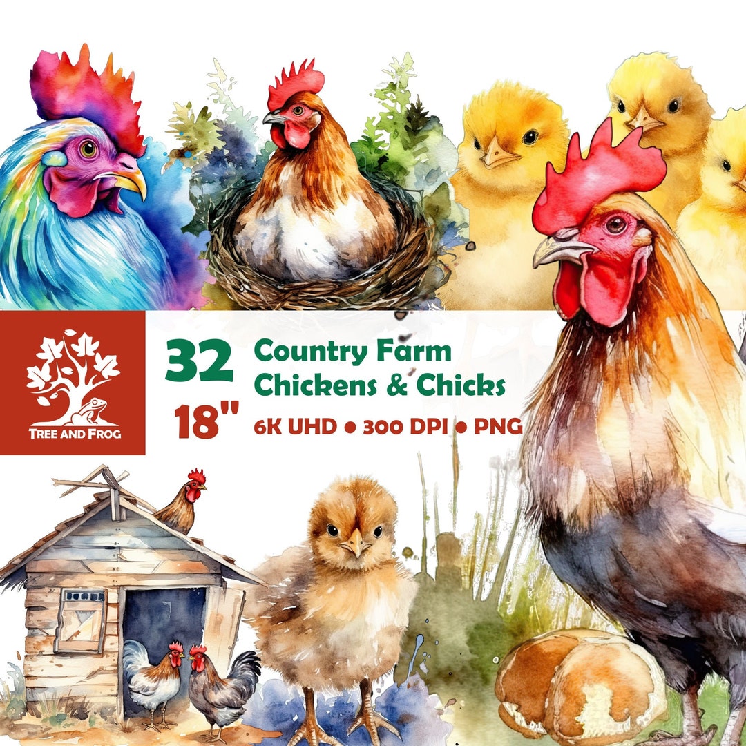 32 PNG Chickens Chicks Clipart farm roost coup eating eggs - Etsy Portugal