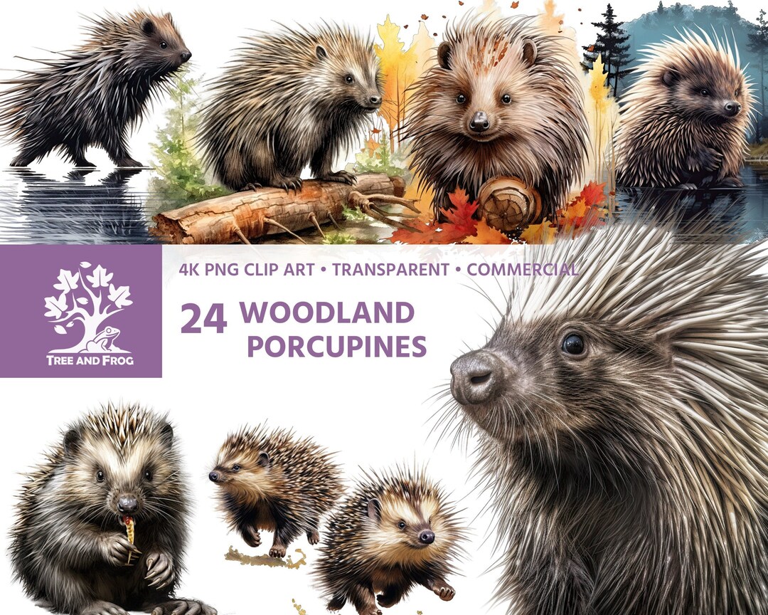 24 PNG Woodland Porcupines Clipart Cute and Baby Animal Watercolor ...
