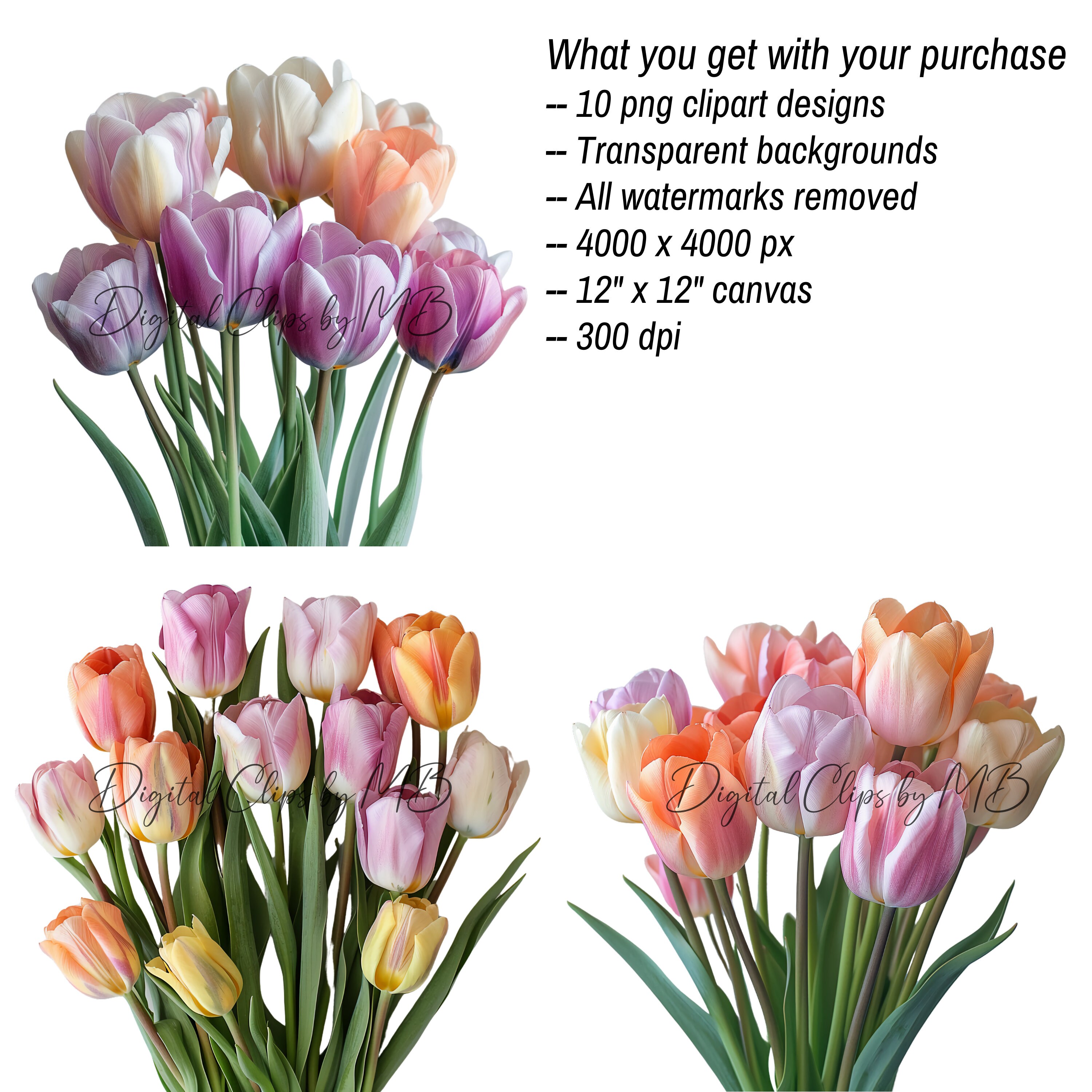 Tulip Clipart, Watercolor Floral PNG Clipart, Watercolor Tulips, Spring ...