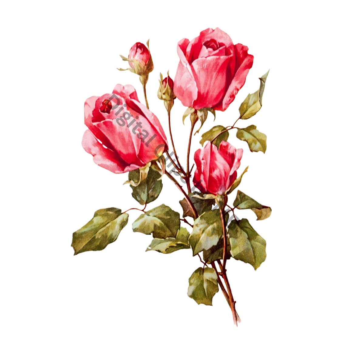 Wildflower Clipart, Watercolor Flowers, Designer PNG Bundle, Floral ...