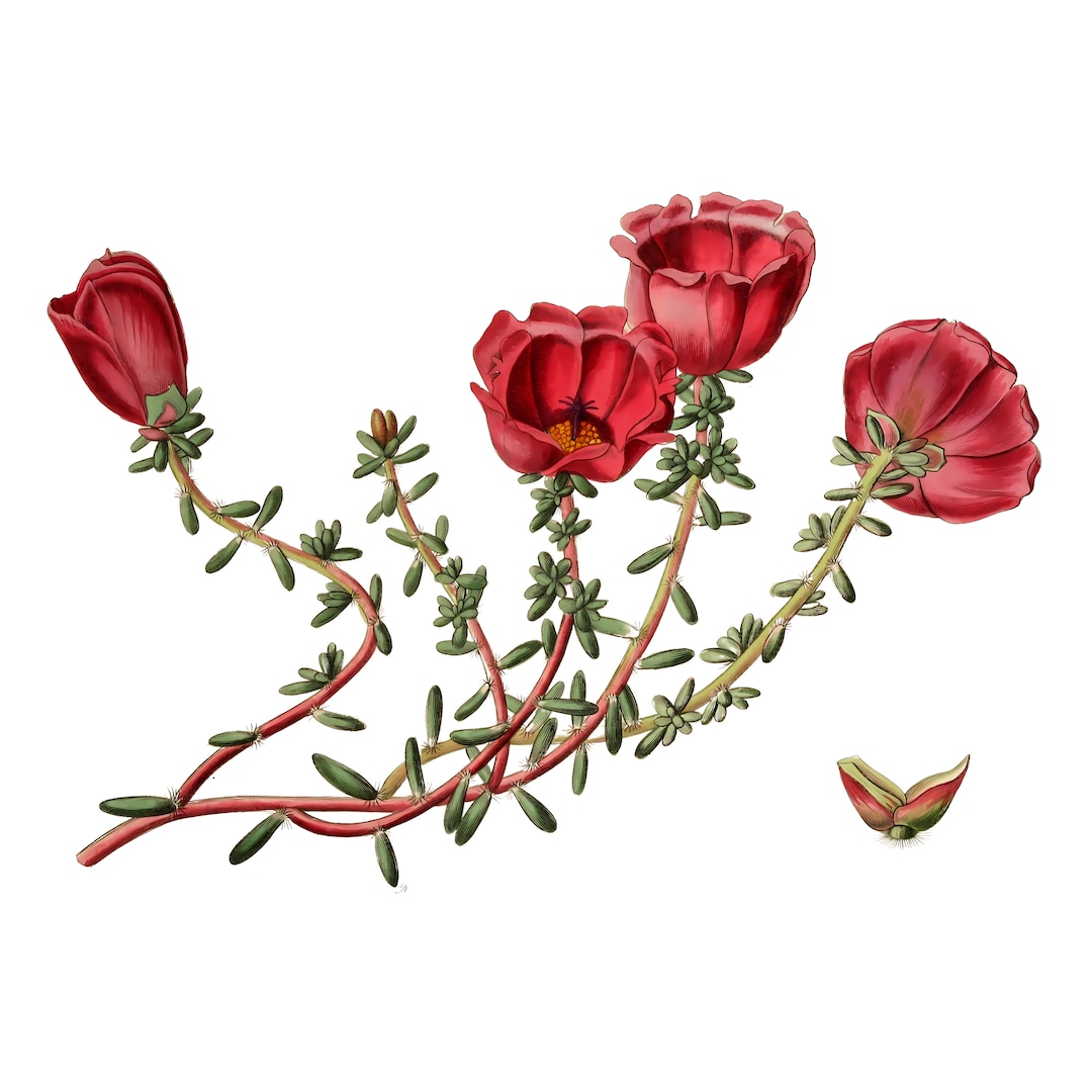 Vintage Botanical Rose Printable Moss-rose Purslane Portulaca - Etsy